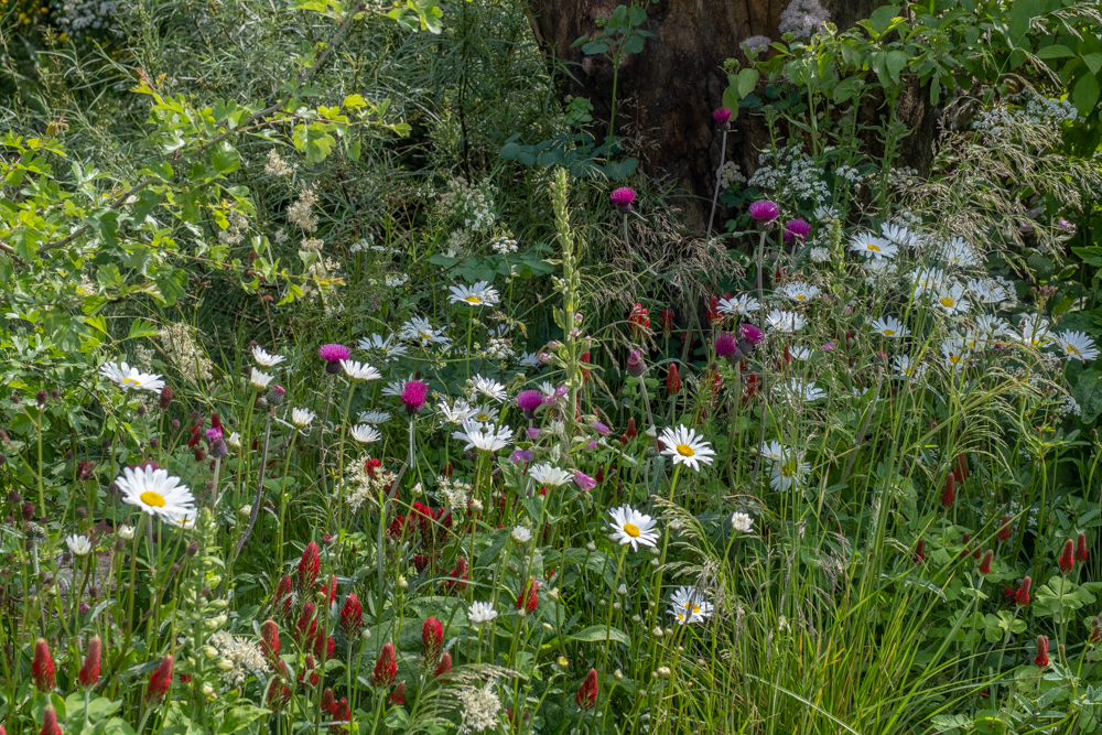 Star plants for an insect-rich garden: